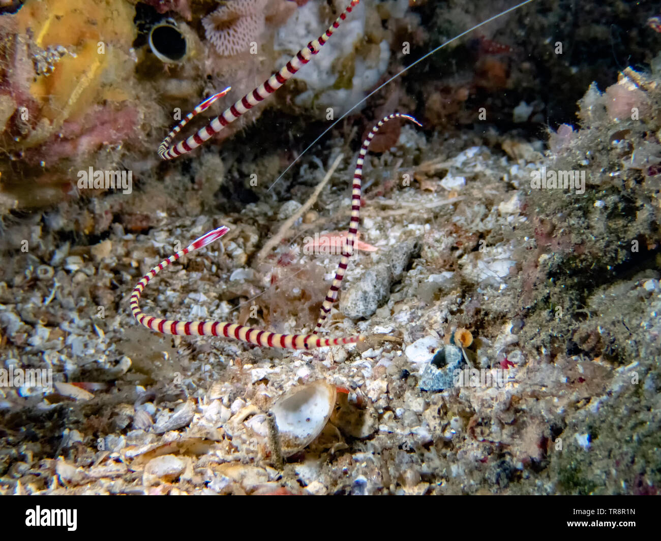 Banded Pipefish (Dunckerocampus dactyliophorus) sheltering near rocks ...