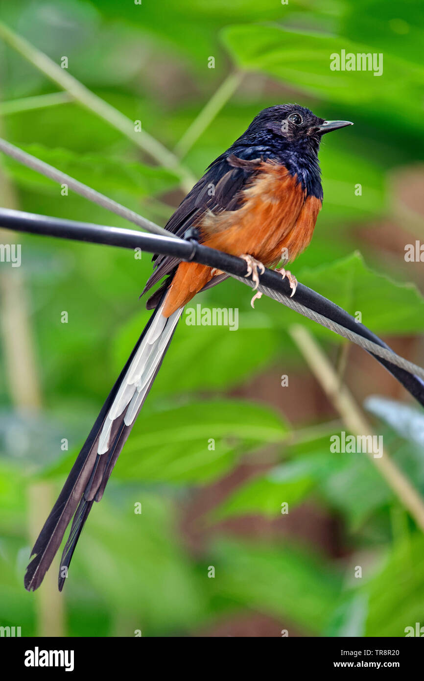 Shama bird hi-res stock photography and images - Alamy