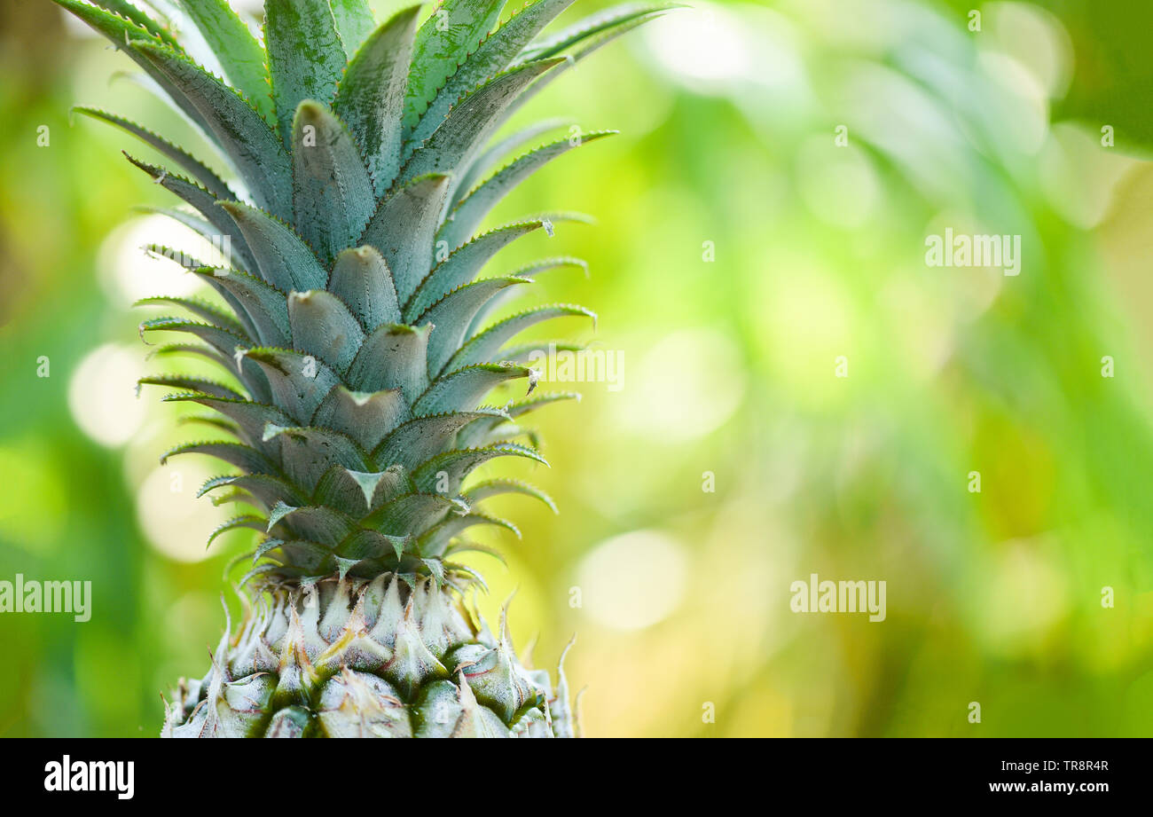 Fresh pineapple on nature background / Close up pineapple tropical ...