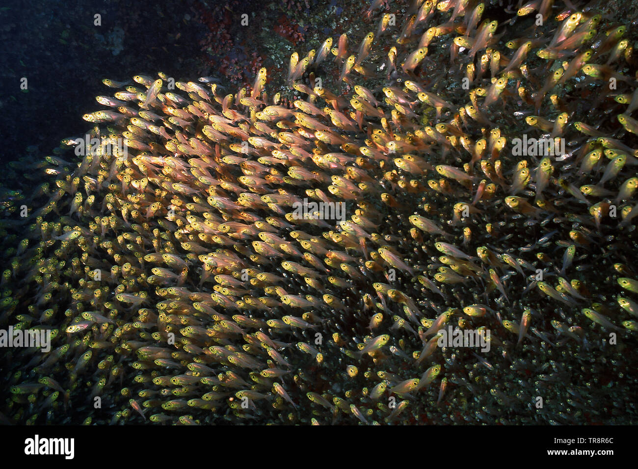 Golden sweepers - Parapriacanthus ransonneti Stock Photo - Alamy