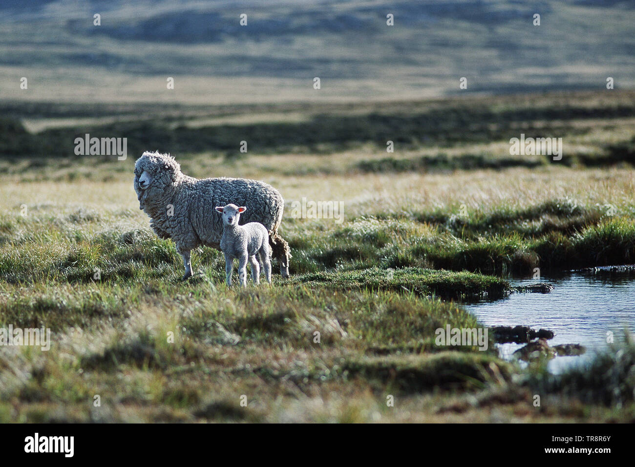 Falklands sheep hi-res stock photography and images - Alamy