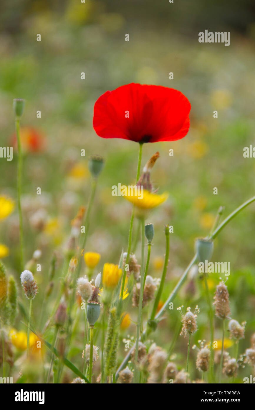 Blossom poppy flower hi-res stock photography and images - Alamy
