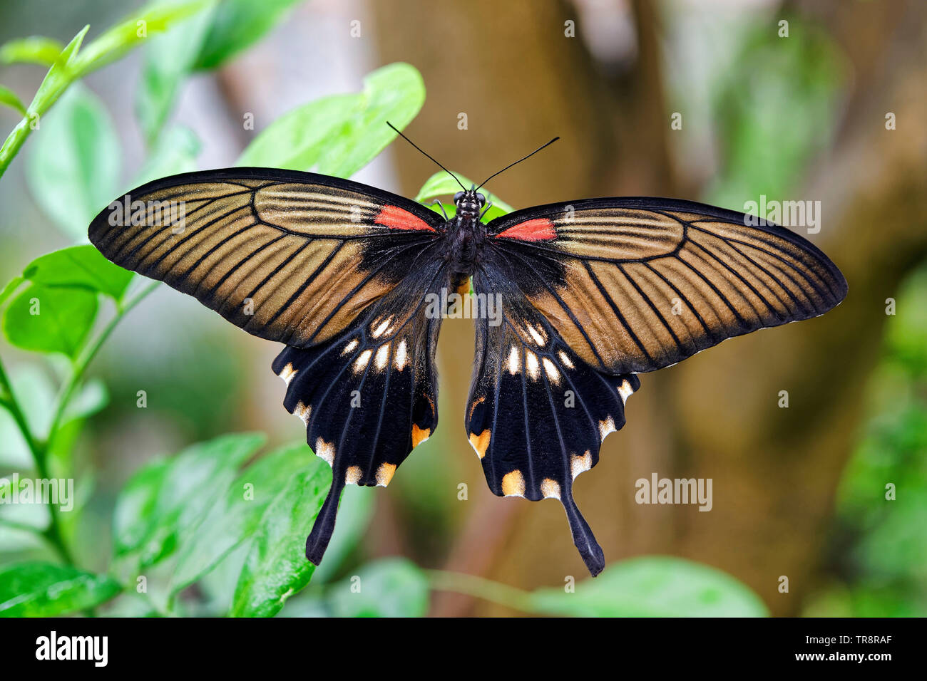 Great mormon butterfly (female) - Papilio memnon Stock Photo - Alamy
