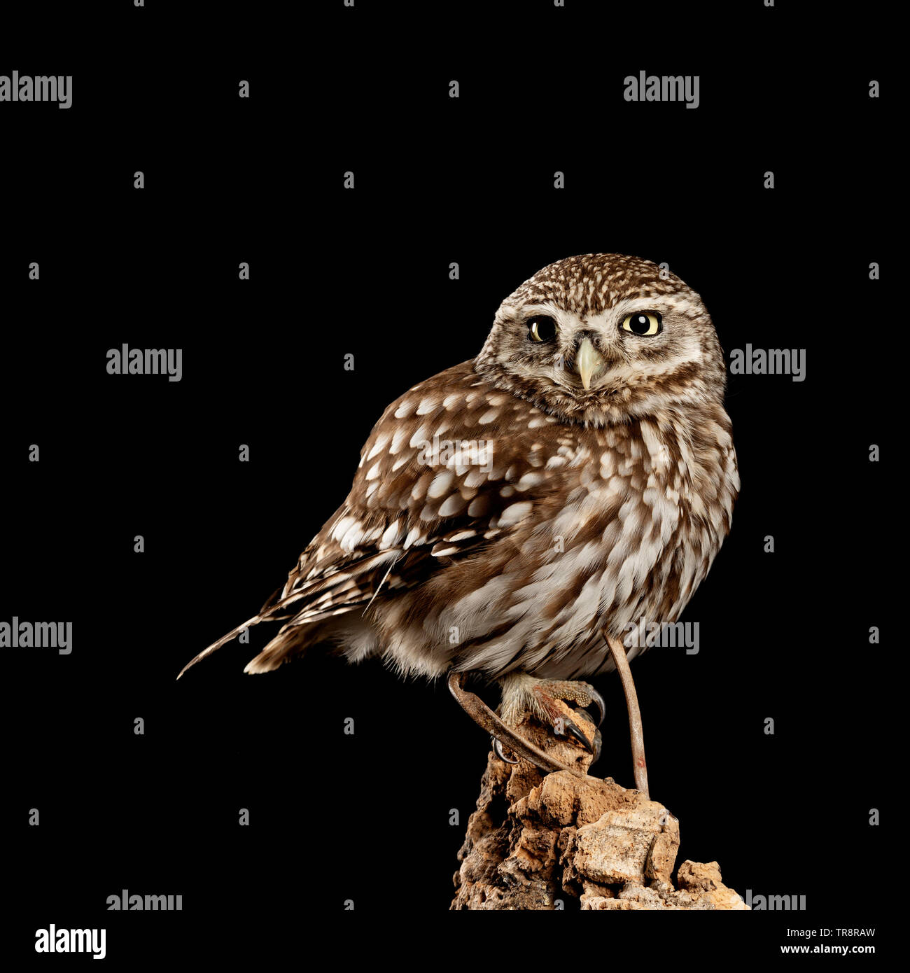 Beautiful portrait of Little Owl Athena Noctua in studio setting with ...