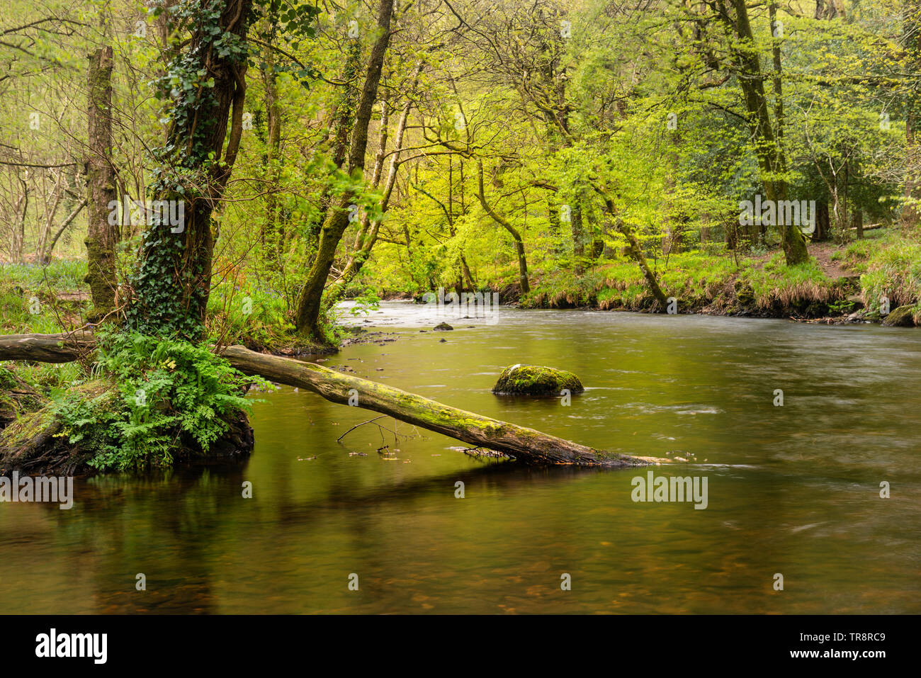 Beautiful Spring landscape image of River Teign flowing through lush ...