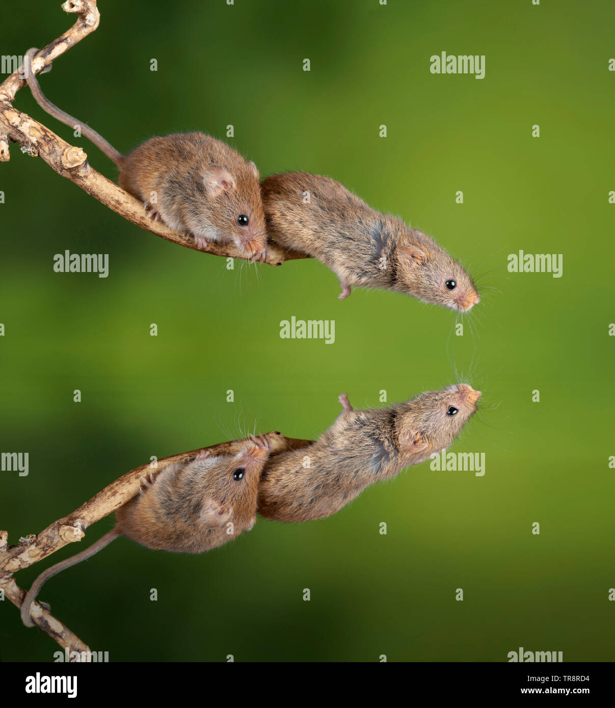 Cute harvest mice micromys minutus on wooden stick with neutral green ...