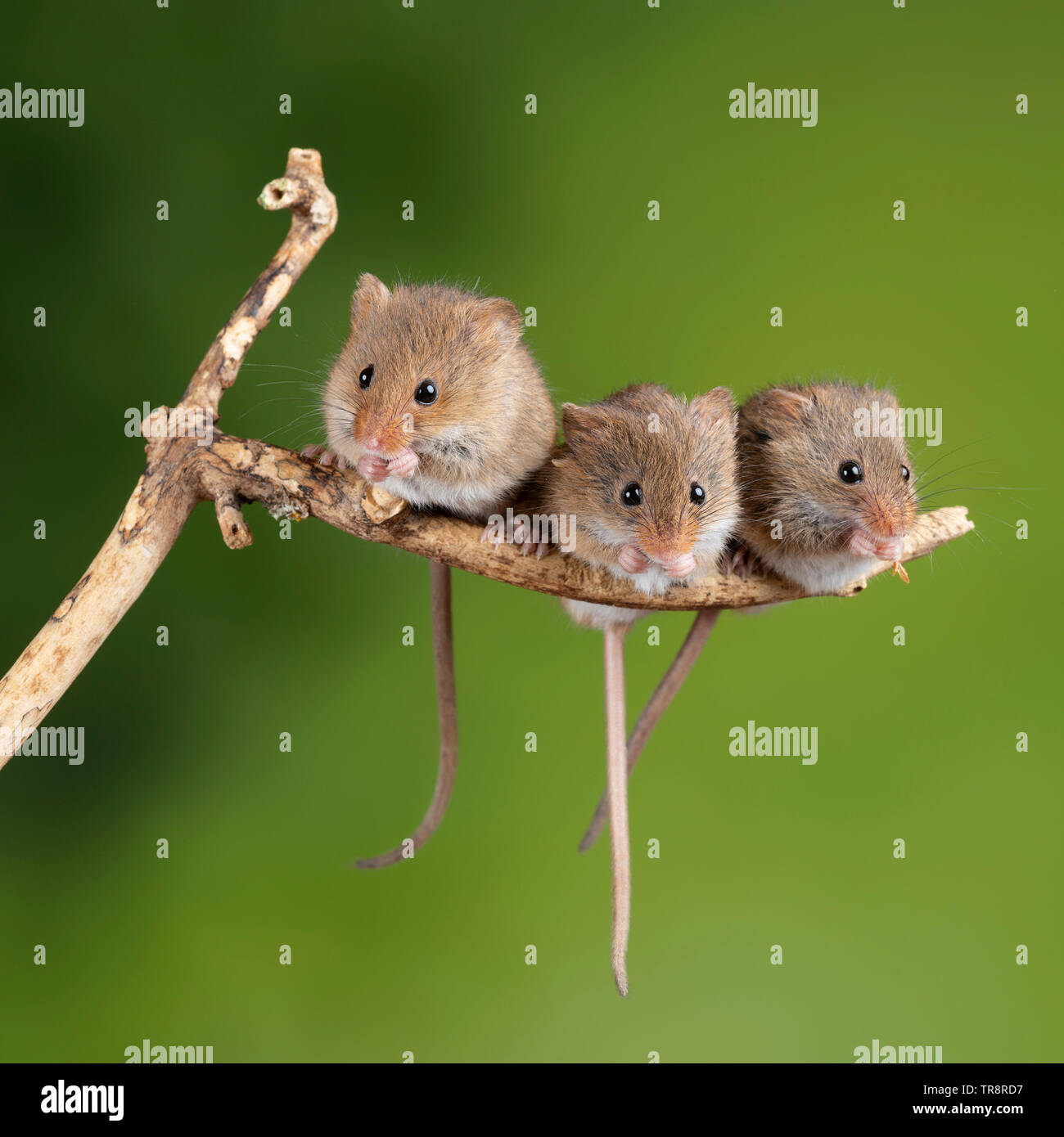 Cute harvest mice micromys minutus on wooden stick with neutral green ...