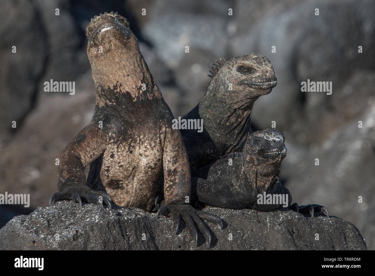 Three iguanas hi-res stock photography and images - Alamy