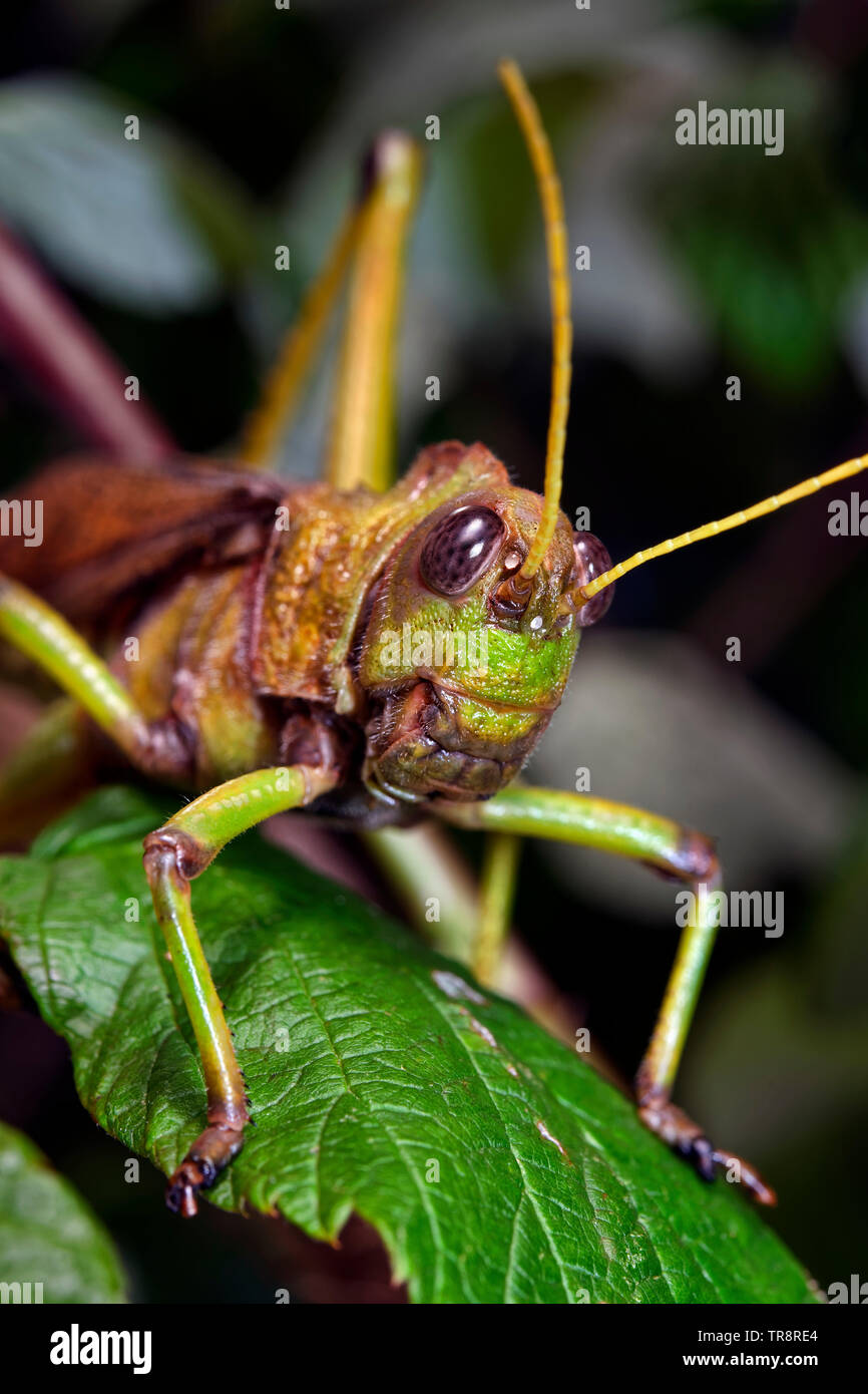 Blue-winged grasshopper (adult) - Tropidacris collaris Stock Photo - Alamy