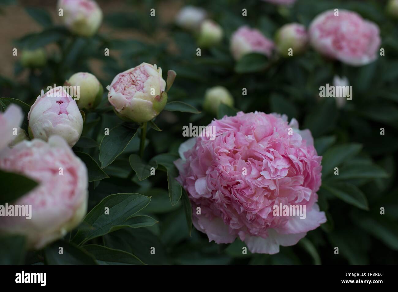 Raspberry sundae flowers hi-res stock photography and images - Alamy