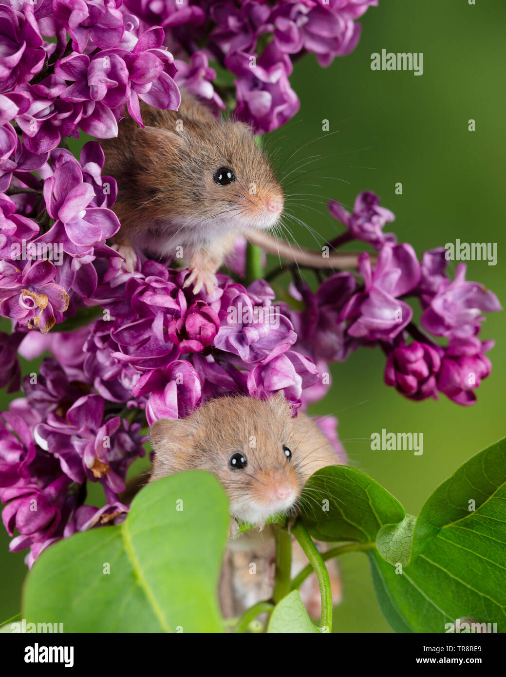 Cute harvest mice micromys minutus on pink flower foliage with neutral ...