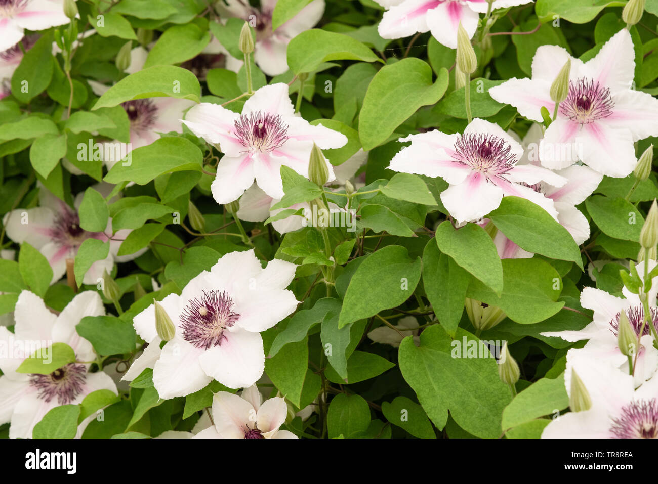 Clematis 'The Countess of Wessex' Stock Photo - Alamy