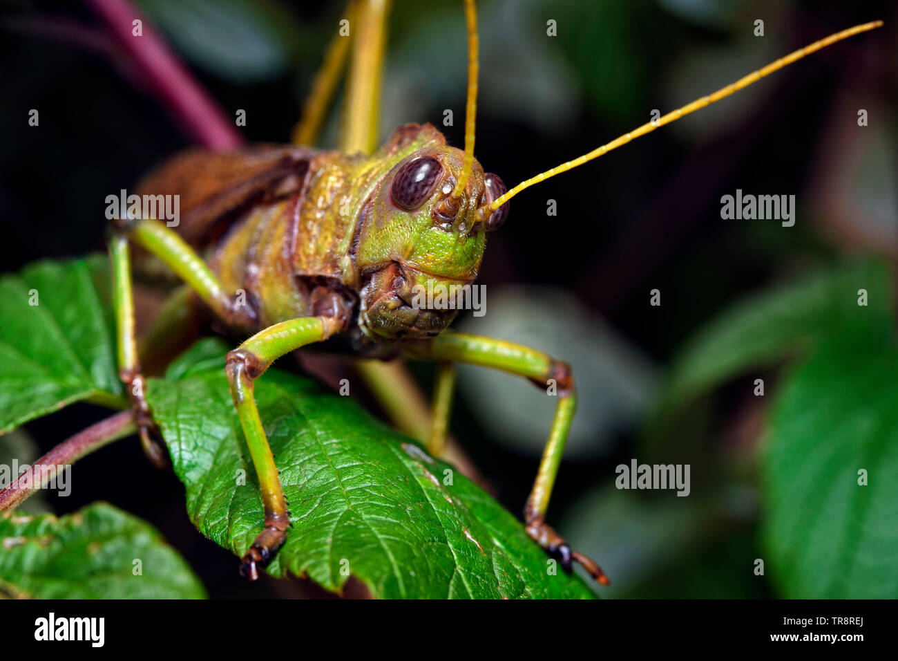 Friendly grasshopper hi-res stock photography and images - Alamy