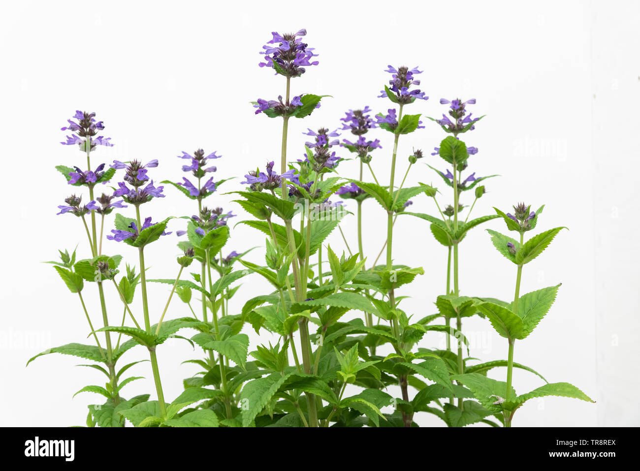 Nepeta neptune hi-res stock photography and images - Alamy