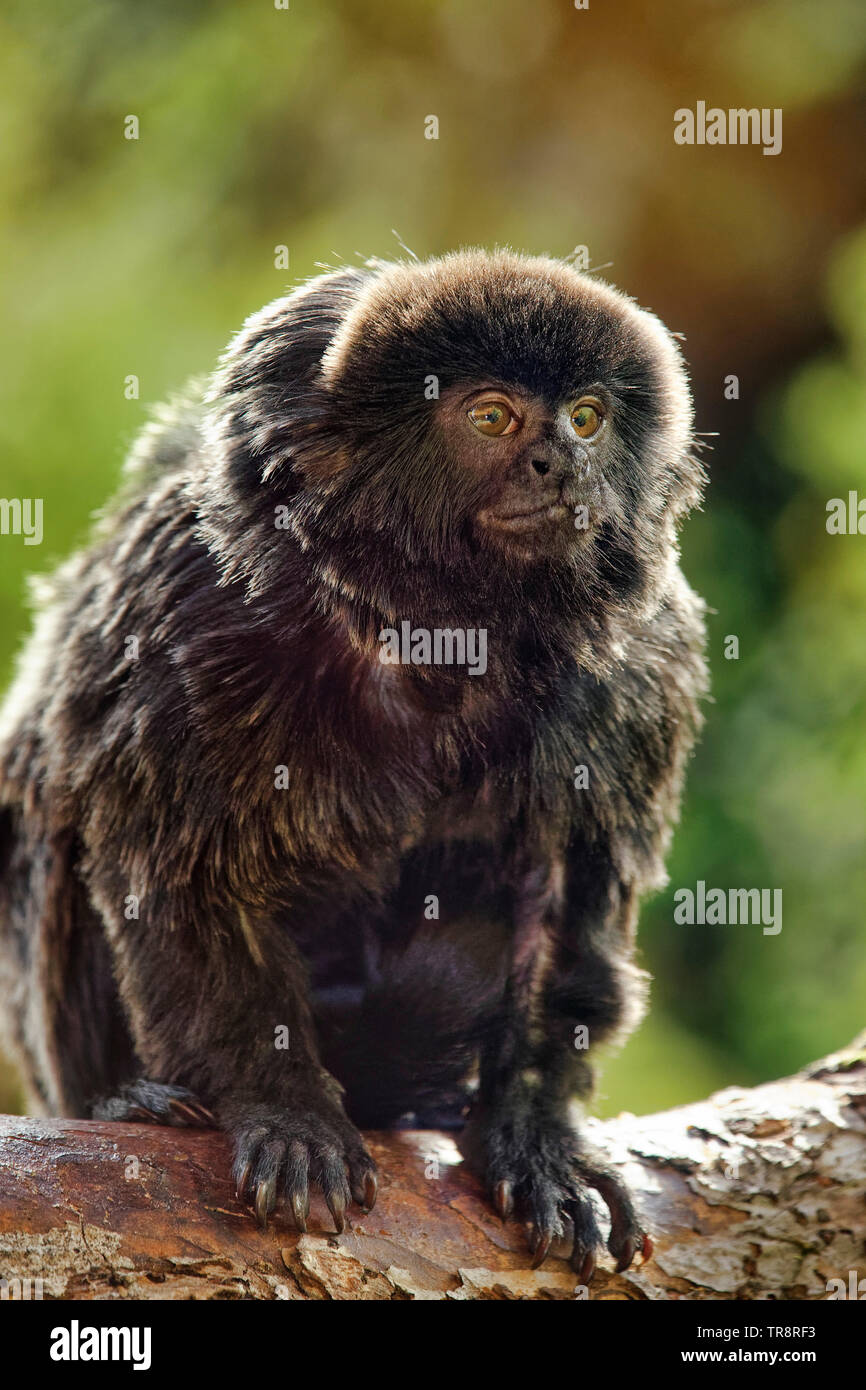 Goeldis monkey callimico goeldii hi-res stock photography and images ...