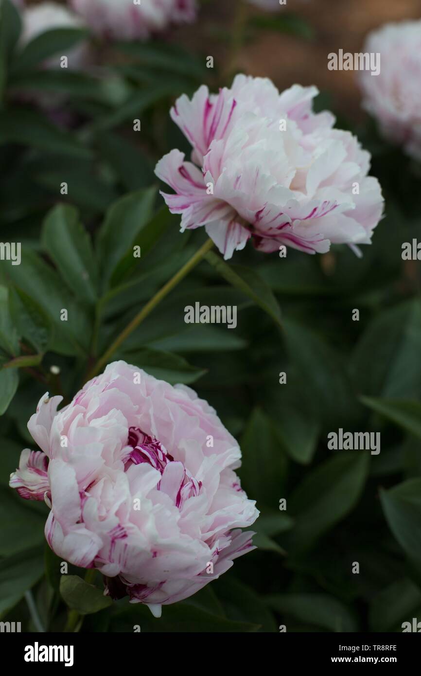 Peony gardens hi-res stock photography and images - Alamy