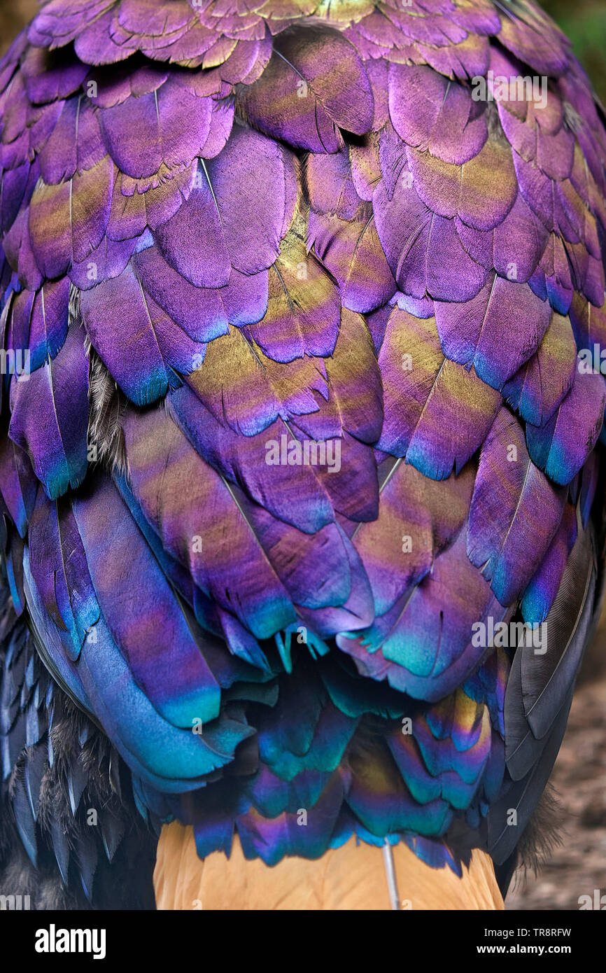 Monal hi-res stock photography and images - Alamy