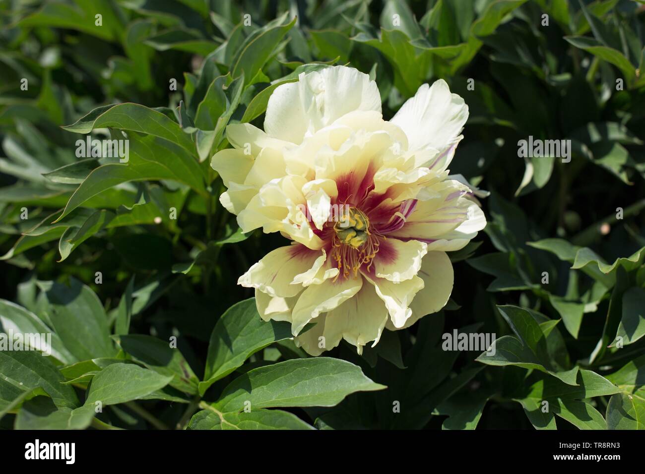 Paeonia ‘callie’s memory’ hi-res stock photography and images - Alamy