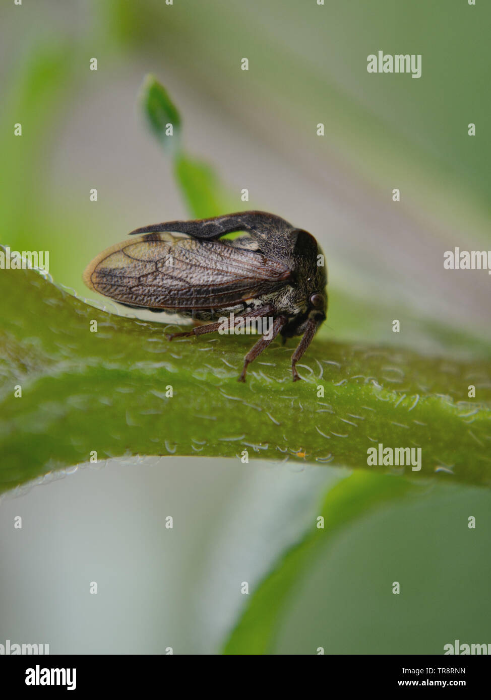 A horned treehopper, Centrotus cornutus on a plant stem Stock Photo - Alamy