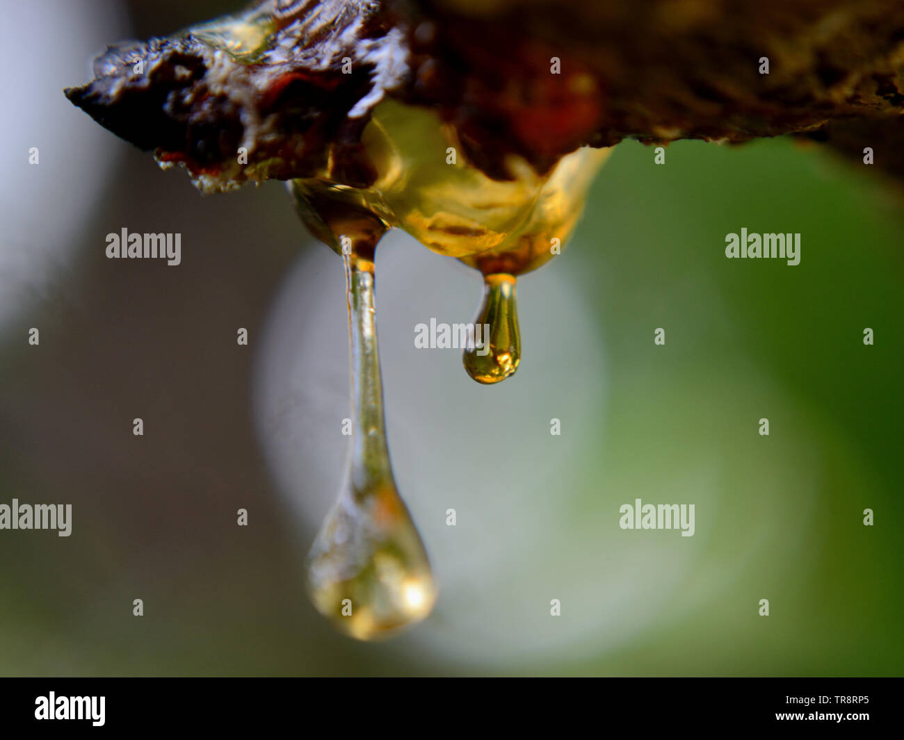 Drops of tree resin, Amber Stock Photo - Alamy