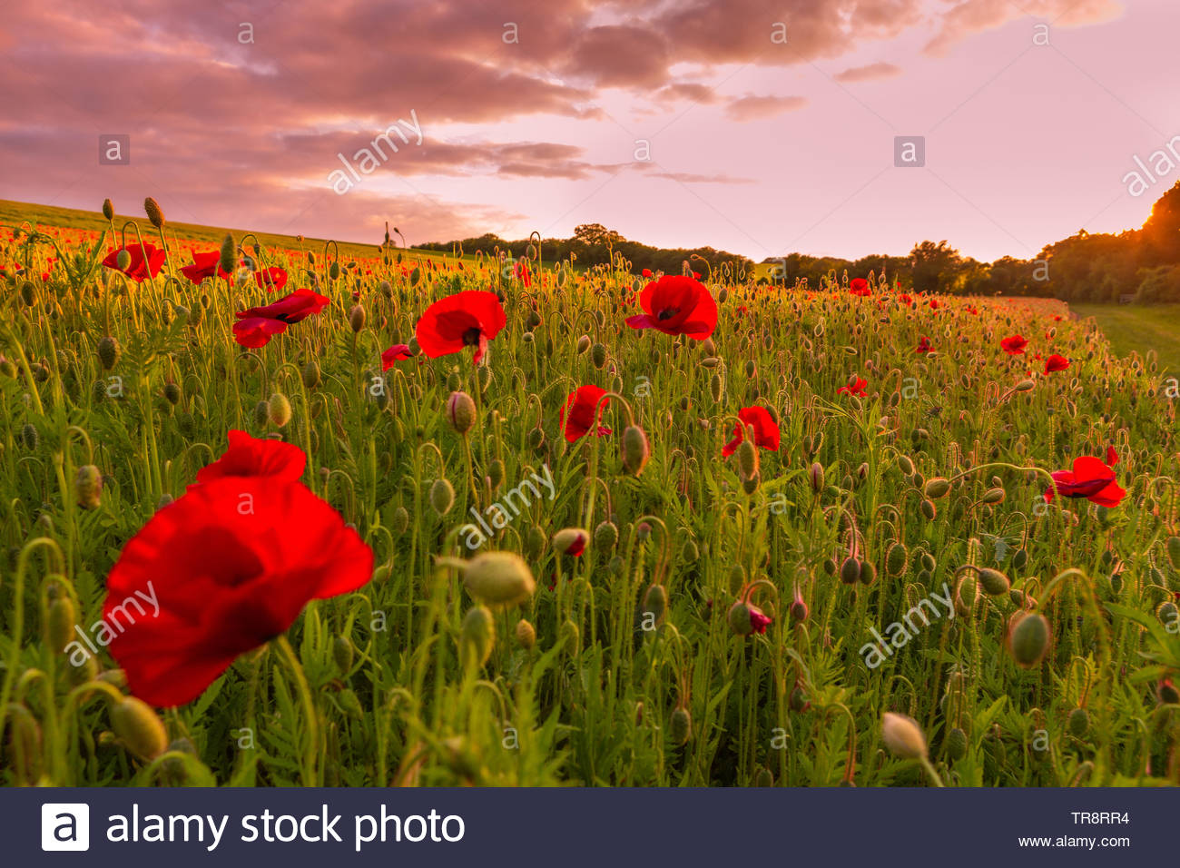 Basingstoke And Deane High Resolution Stock Photography and Images - Alamy