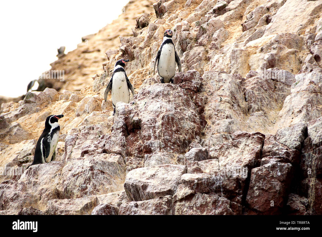 Humboldt penguins (Spheniscus humboldti) standing on the rock at the ...