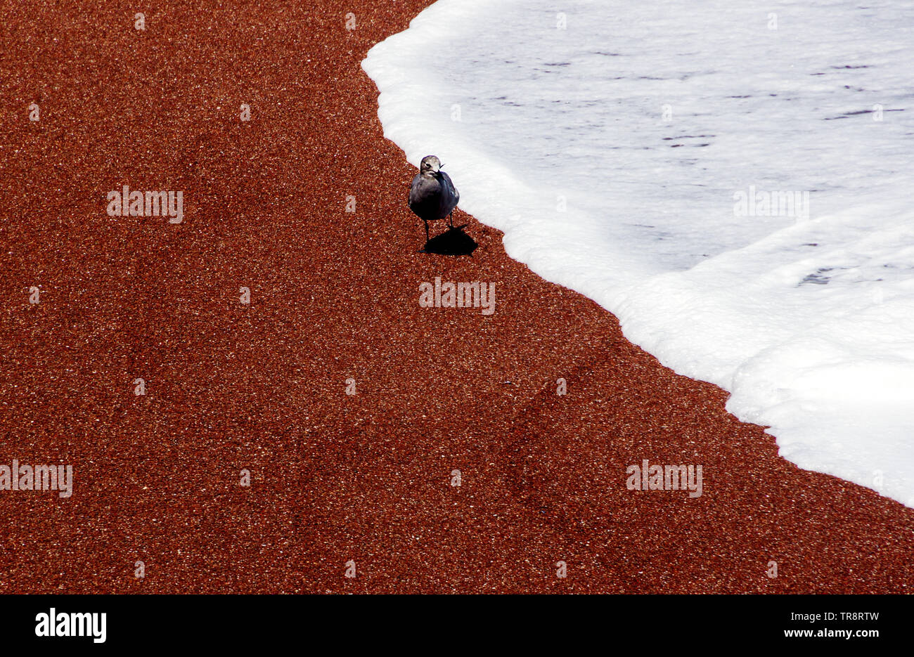 Grey gull (Leucophaeus modestus) on the red sand on the coast of ...