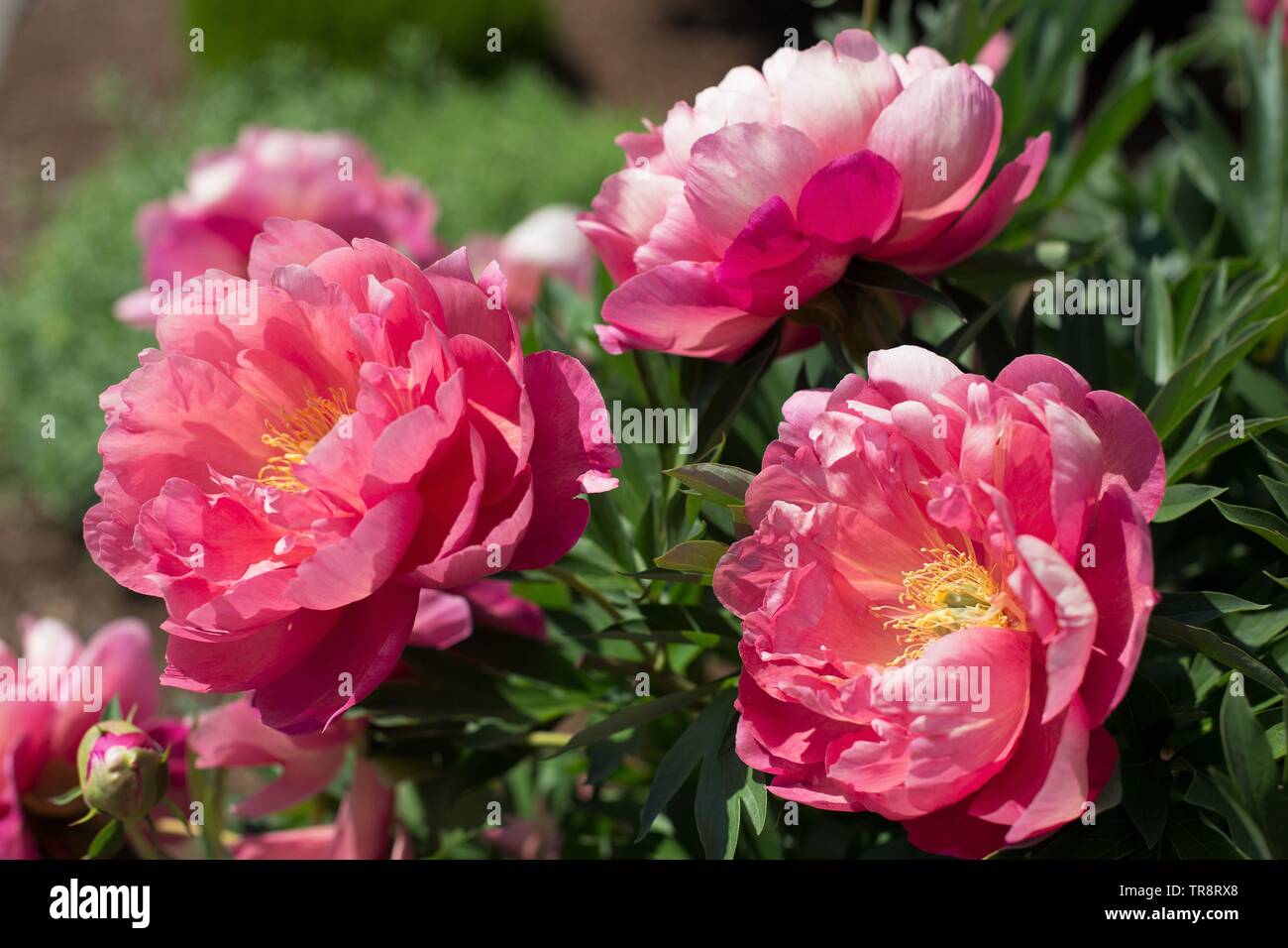 Intersectional peony New Millennium at Adelman Peony Gardens in Salem ...