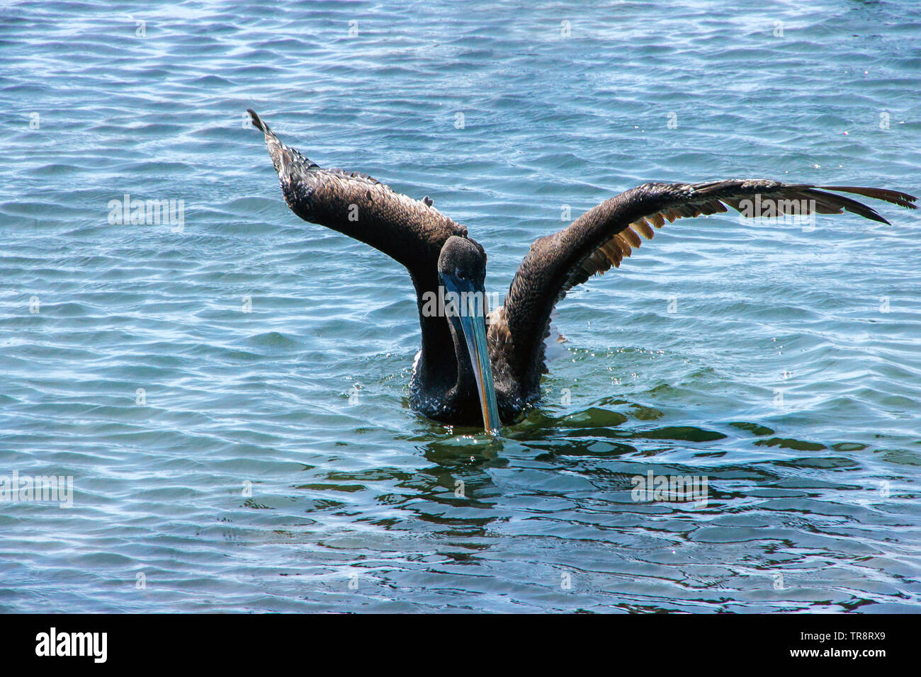 Peruvian pelicans (Pelecanus thagus) close up tries to fly in Paracas ...