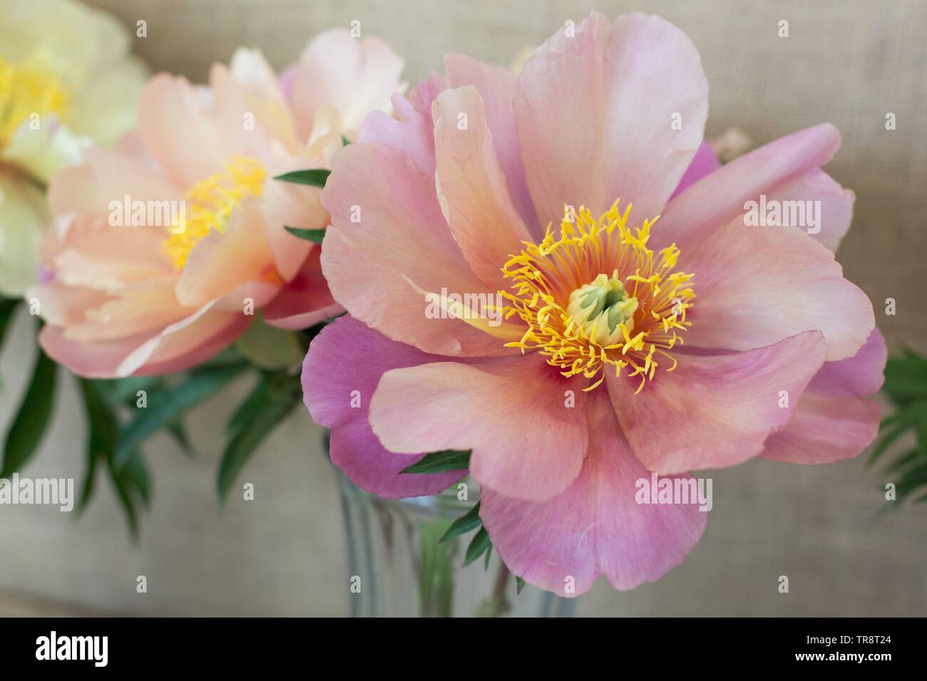 Peony display hi-res stock photography and images - Alamy