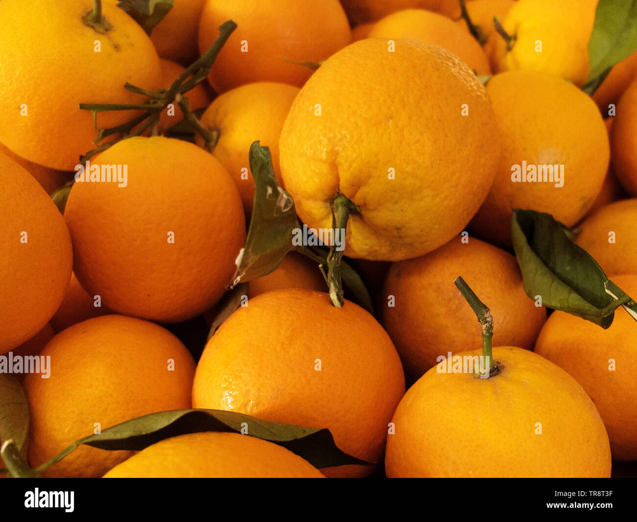 Oranges at the counter on the turkish country market Stock Photo - Alamy