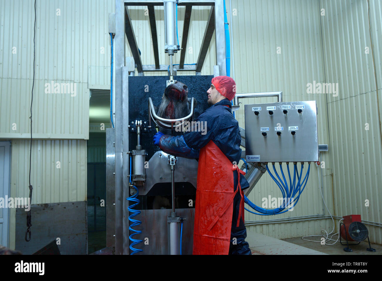 At the slaughterhouse. Worker cutting caw’s throat with a knife, head ...