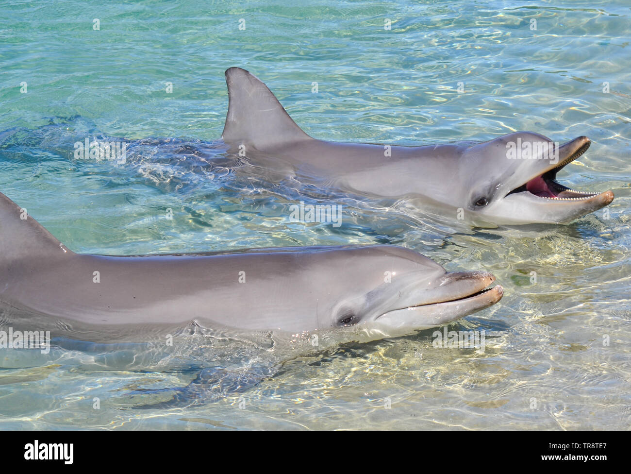Dolphins at play in the water Stock Photo - Alamy