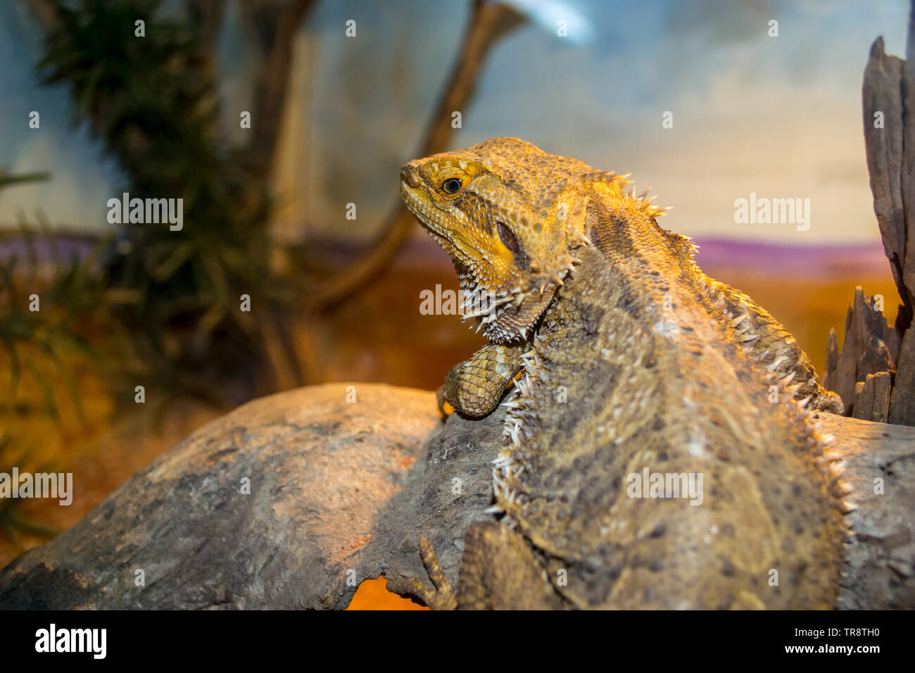 Lizard desert cactus hi-res stock photography and images - Alamy