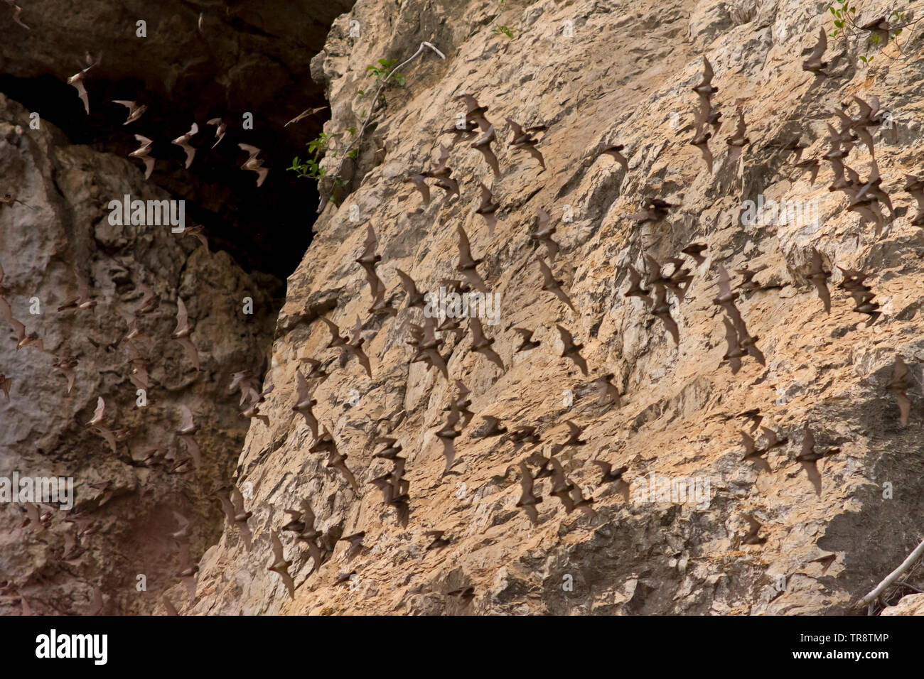 Bats leaving cave hi-res stock photography and images - Alamy