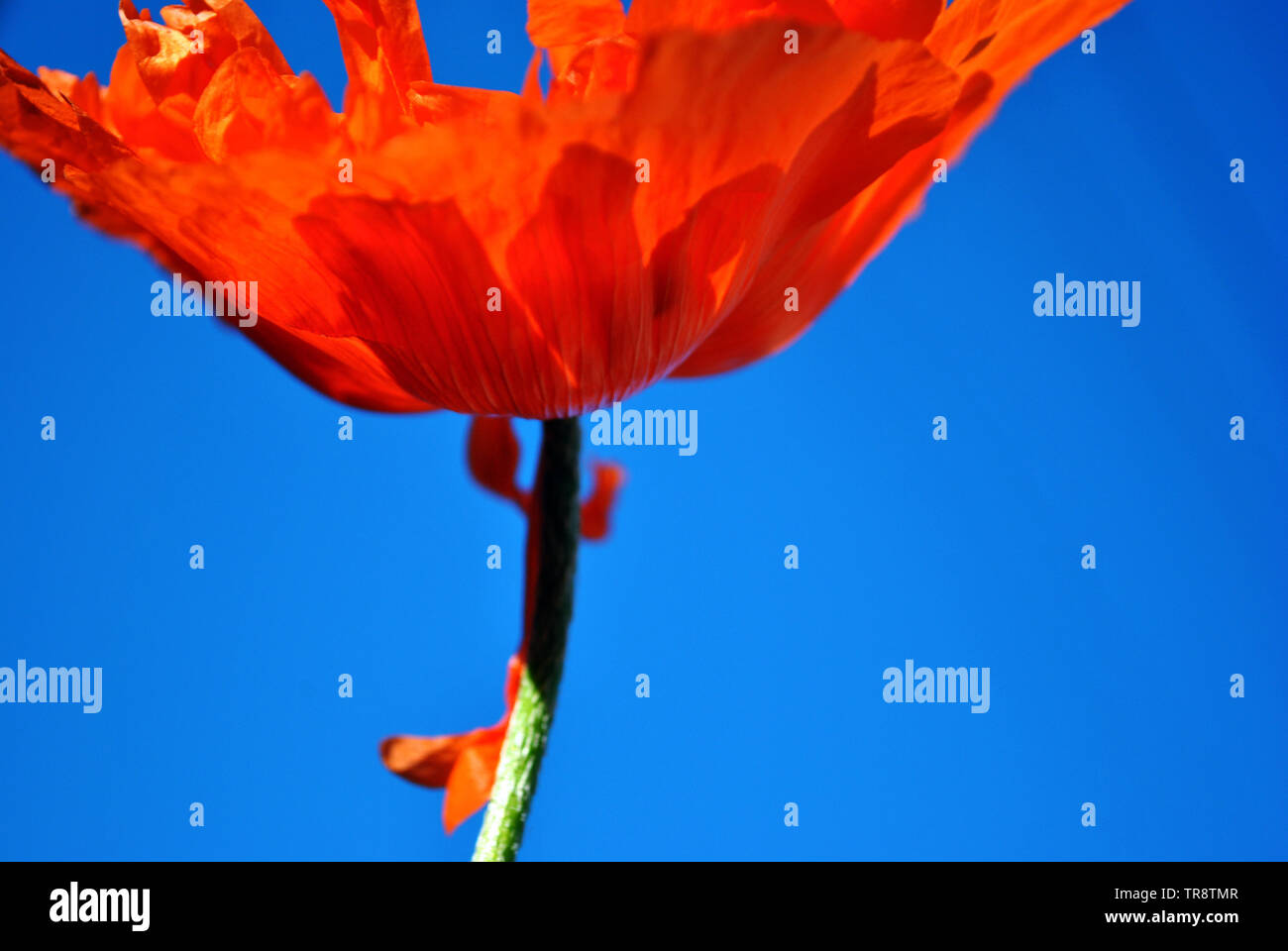 Terry Poppy High Resolution Stock Photography and Images - Alamy