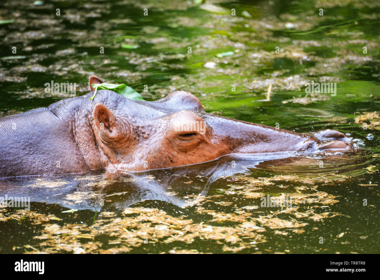 Hippopotamus floating on the water in hippo farm in the wildlife ...
