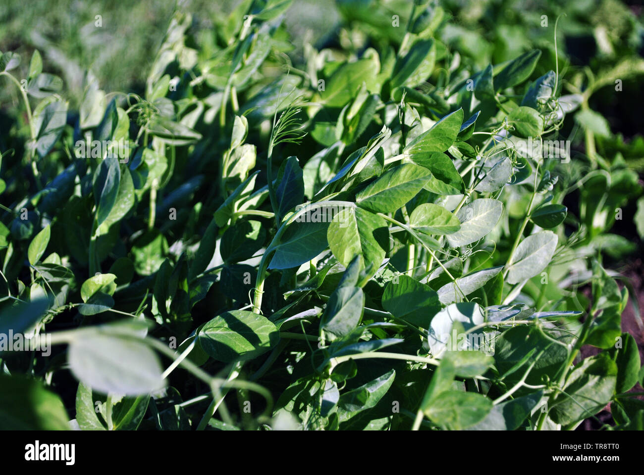 Peas plant leaves, organic farming, close up detail, natural background ...