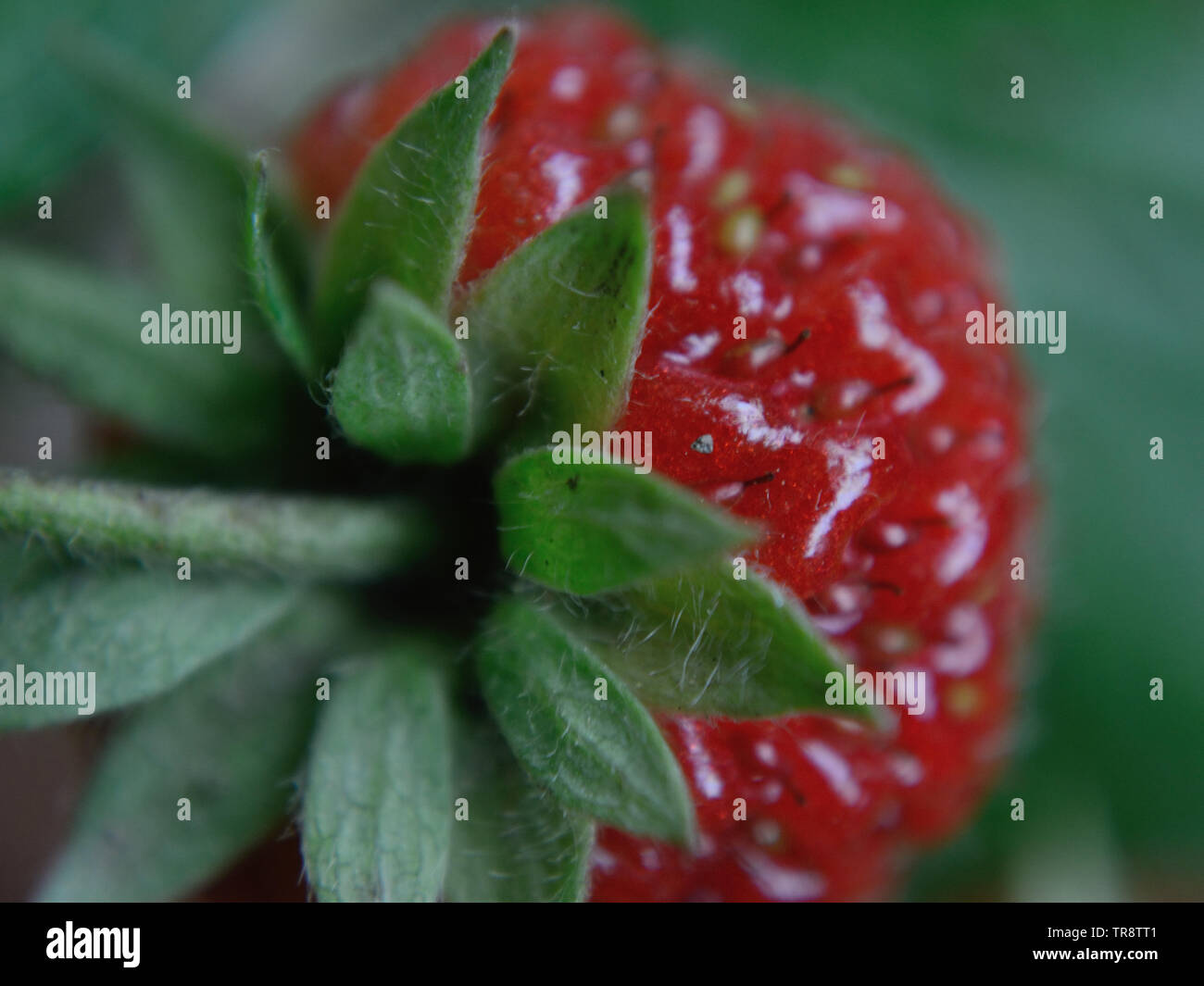 Strawberry close up Stock Photo - Alamy