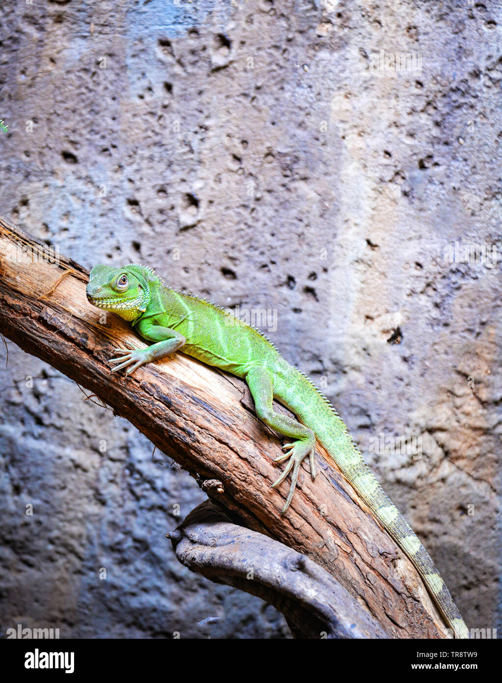 Chinese Green Water Dragon on branch tree / Large lizard green Iguanas ...