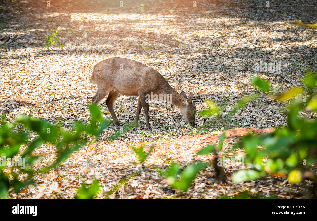 Female Eld's deer eating grass in the wildlife sanctuary / Thamin deer ...