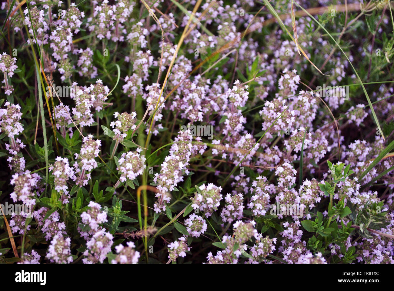 Thymus serpyllum (Breckland, Breckland wild thyme, creeping or elfin ...