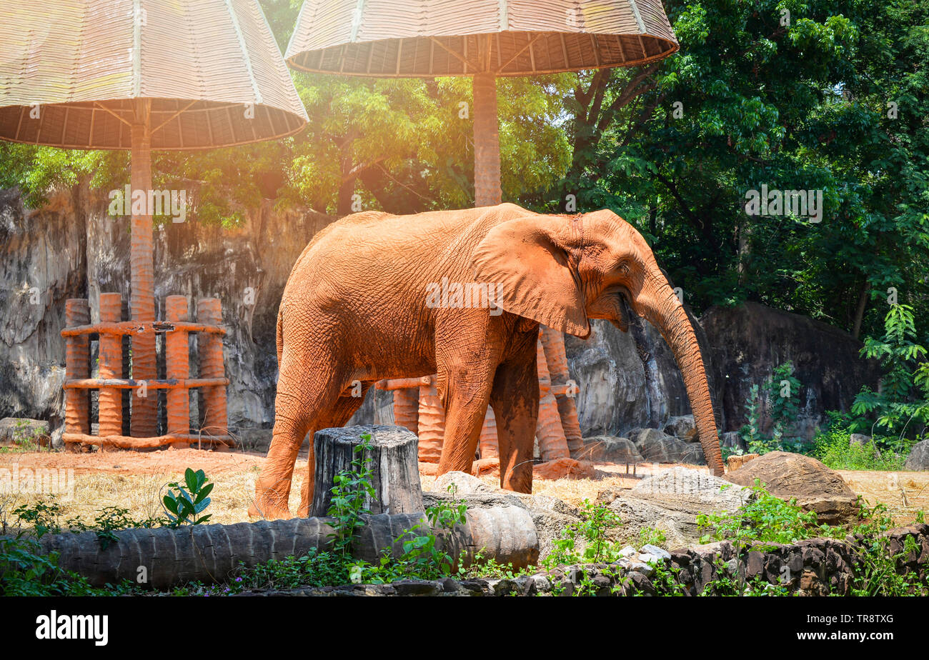 Asia elephant thailand / The big elephant with mud on skin live on farm ...