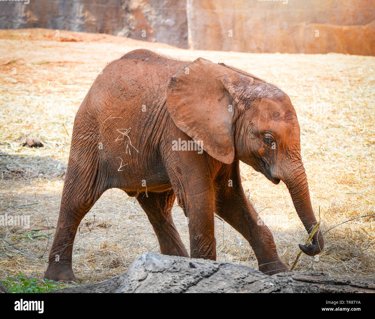 Cute baby elephant with mud on skin live on farm in the wildlife ...