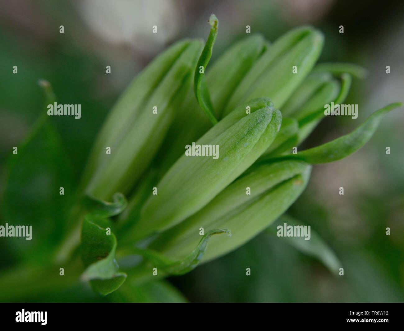 Lilium candidum bud, close up Stock Photo - Alamy