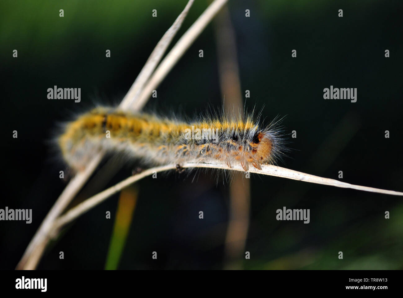 Fuzzy caterpillar grass hi-res stock photography and images - Alamy
