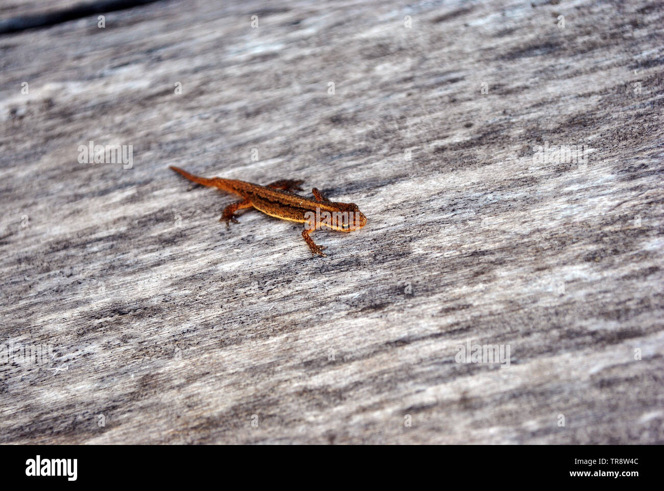 The pygmy salamander (Desmognathus wright) on gray wooden soft blurry ...
