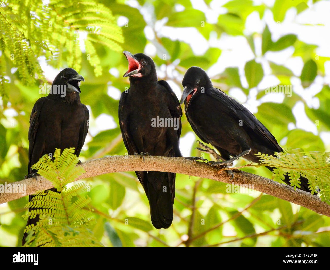 Three carrion crow on branch tree with nature green background / crow ...