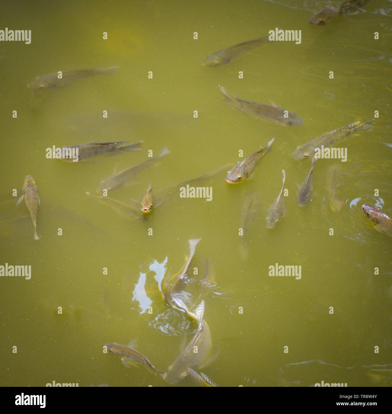 Tilapia fish swimming on surface in the water river live in nature for ...