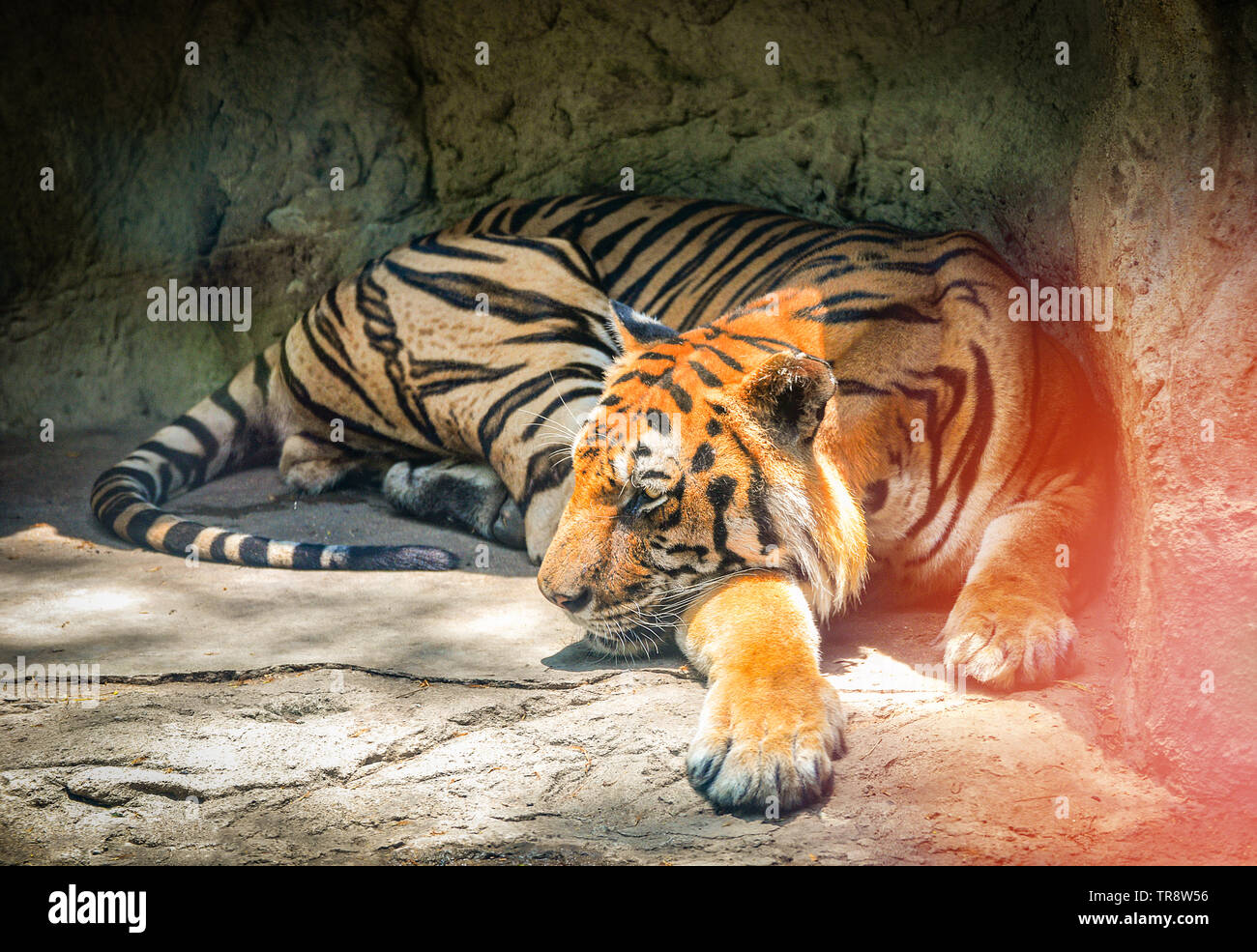 Bengal tiger - royal tiger lying sleep in cavity cave in the national ...